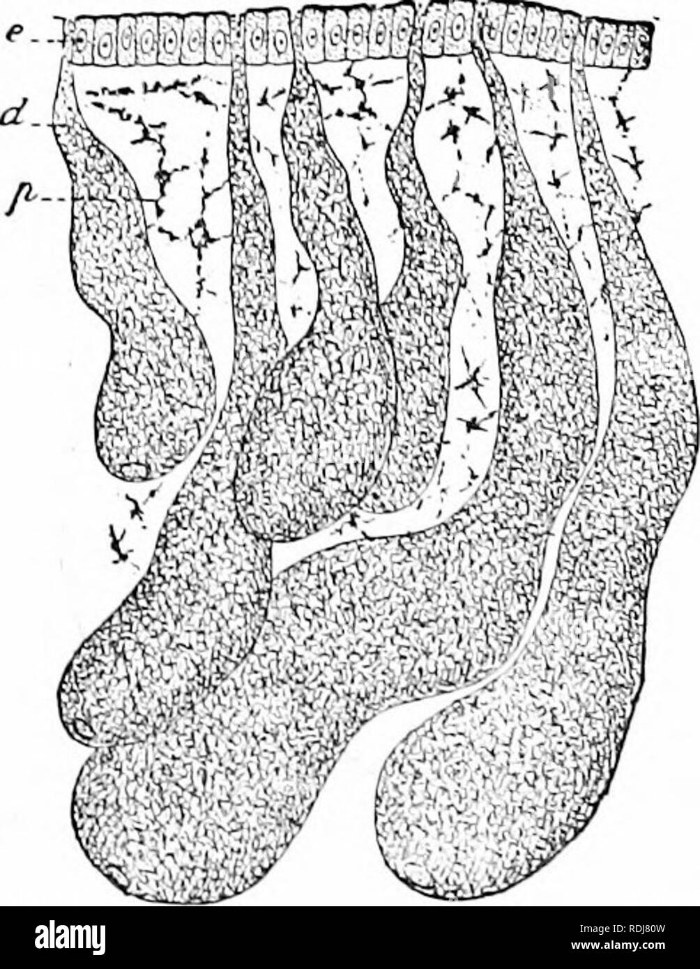 Glandular Epithelium Structure Histology Lecture Ppt Download