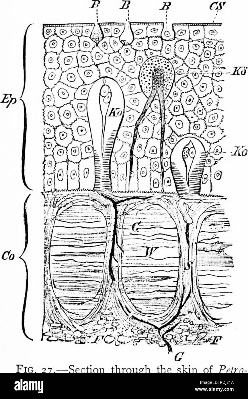 . A manual of zoology. Zoology. GENERAL HISTOLOGY 67 changes of form ...