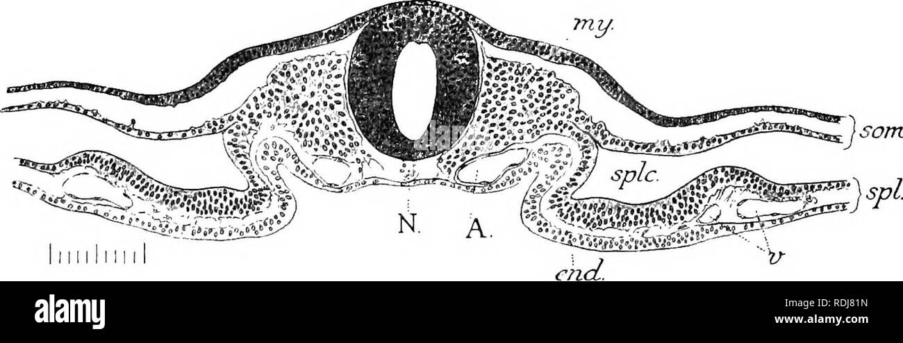 . Text-book of embryology. Embryology. Fig. 234a.—Transverse section ...