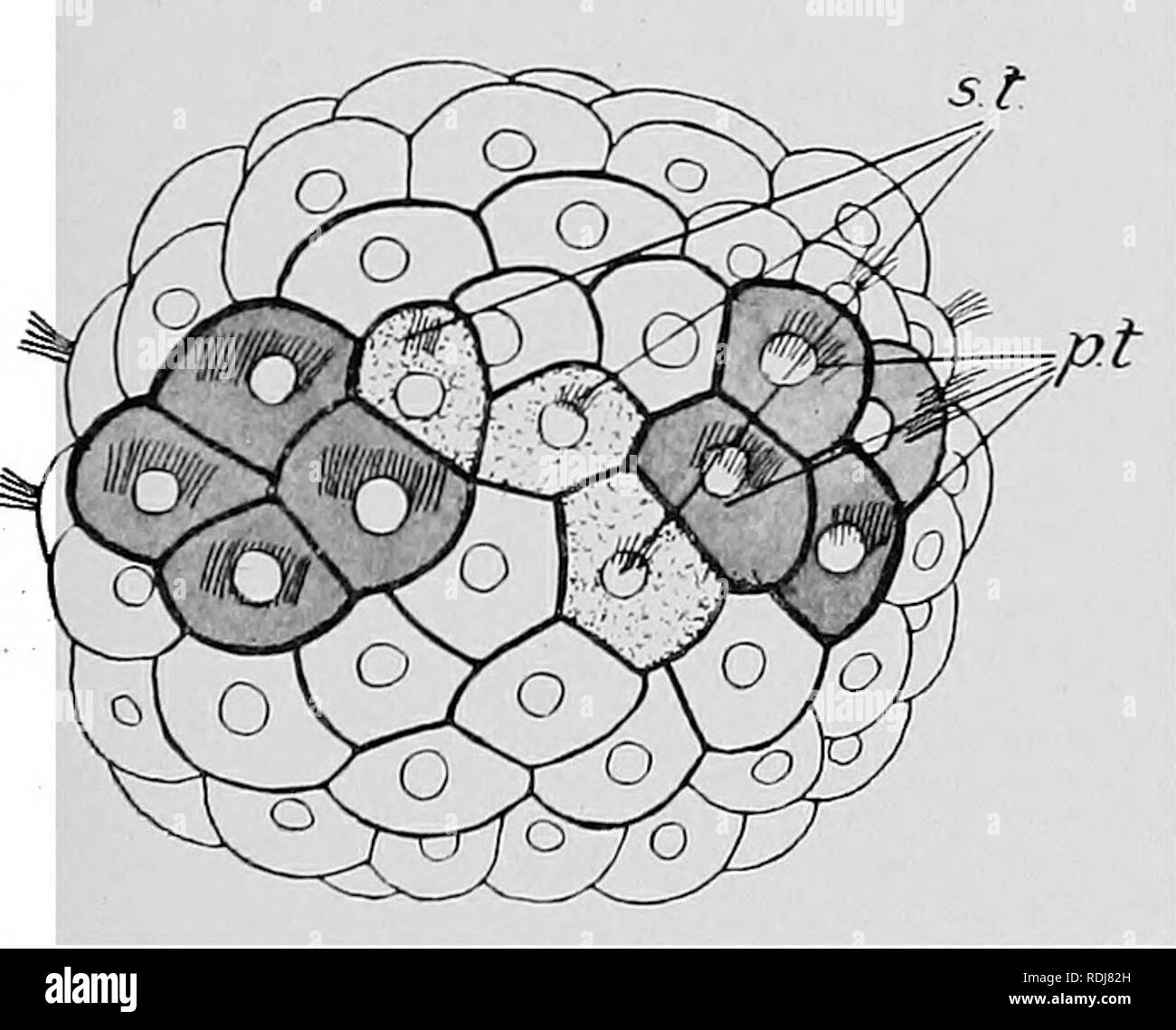 . Text-book of embryology. Embryology. Fig. 231.âView of the upper ...