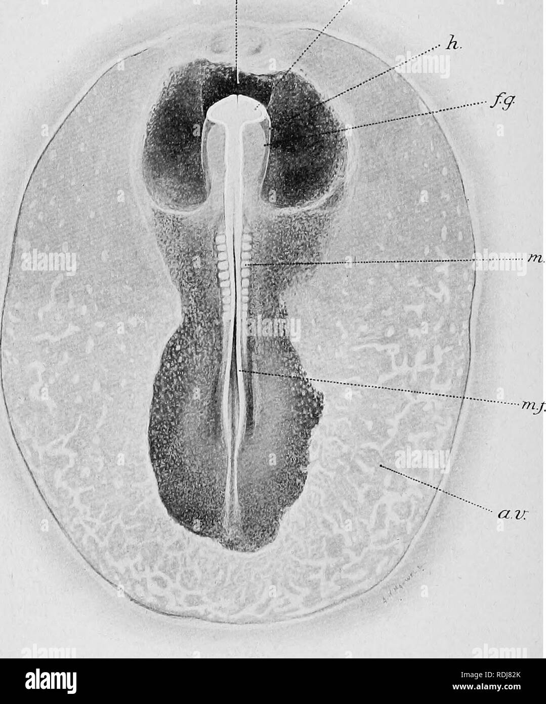 . Text-book of embryology. Embryology. 526 EMBRYOLOGY OF THE LOWER ...