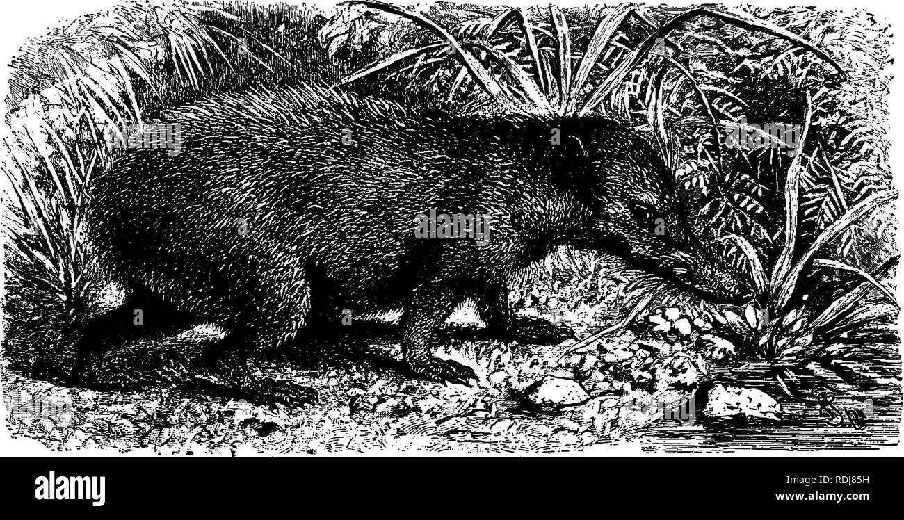 . The animals of the world. Brehm's life of animals;. Mammals. 598 THE ...