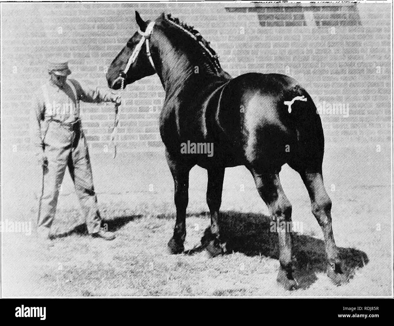. A history of the Percheron horse : including hitherto unpublished data concerning the origin ...