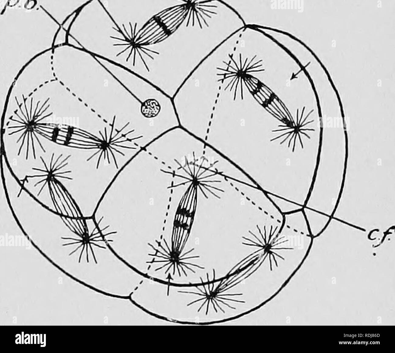 Macromere Black and White Stock Photos & Images - Alamy