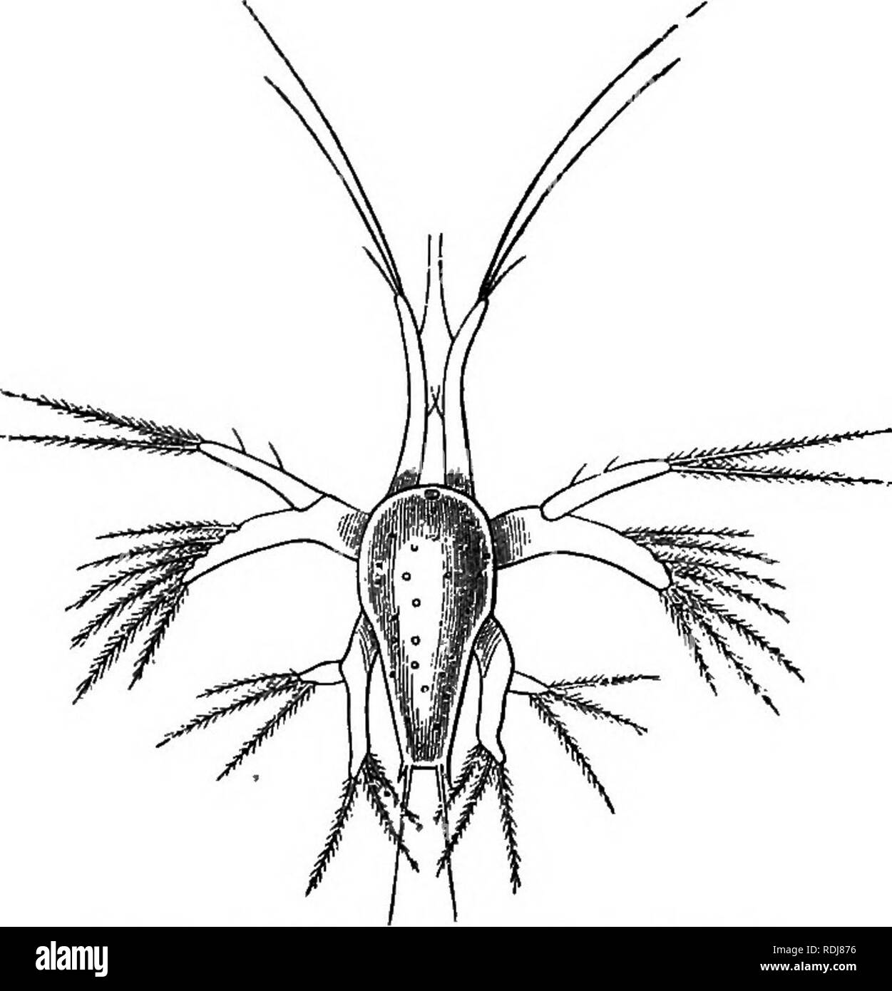 Nauplius larvae hi-res stock photography and images - Alamy