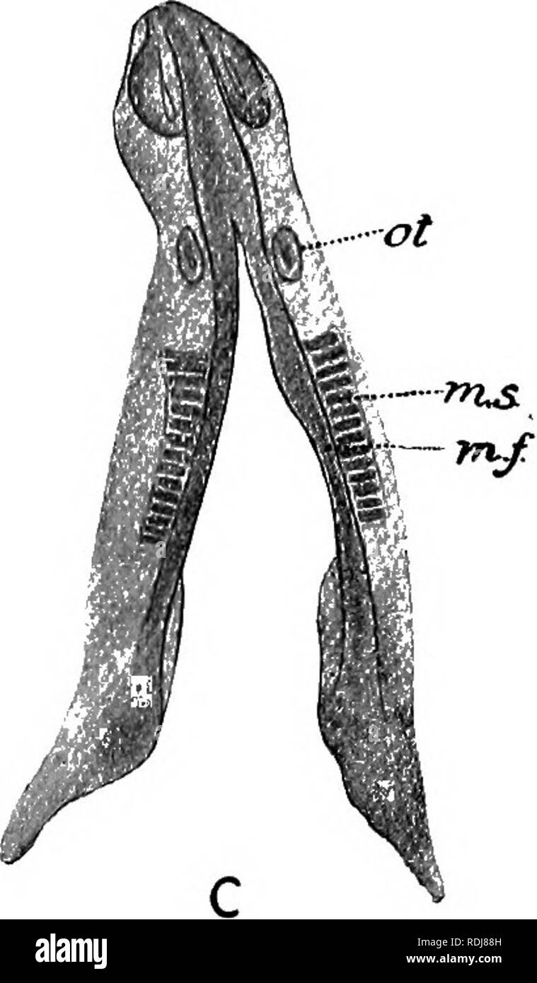 . Text-book of embryology. Embryology. at â â â â fns.. Q Fig. 220 ...