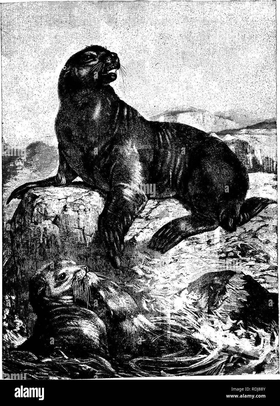 R swim Black and White Stock Photos & Images - Alamy