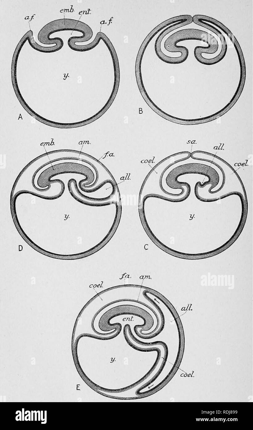 Yolk sac membrane hi-res stock photography and images - Alamy