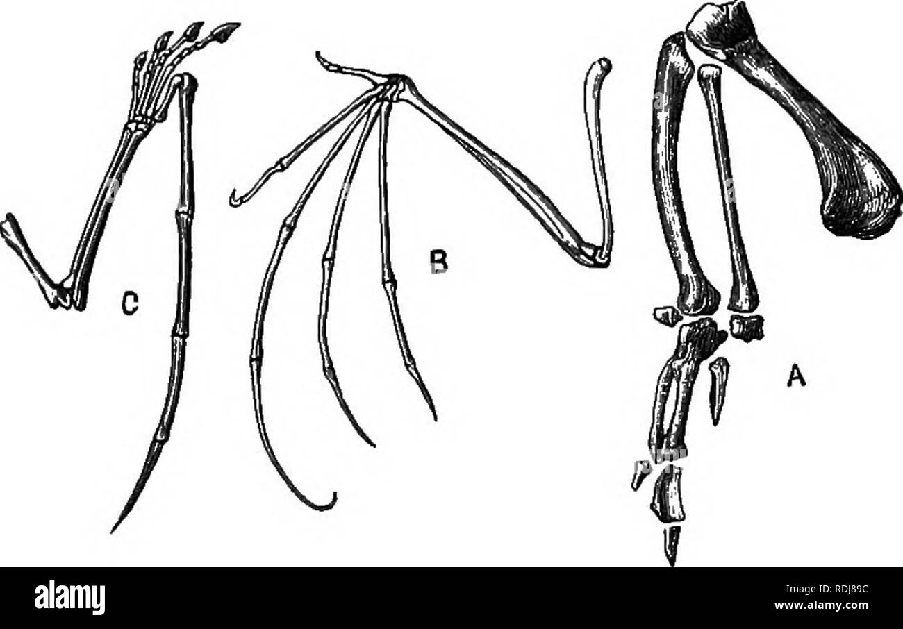 Non Homologous Structure CRISPR Based Gene Editing Of Non Homologous