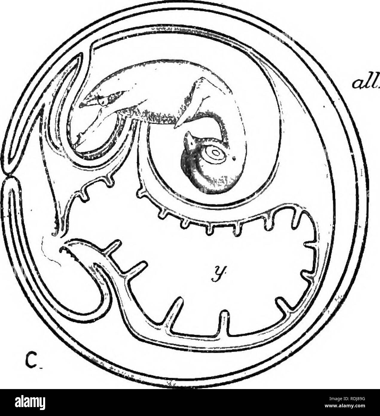 Amphibian embryology hi-res stock photography and images - Alamy