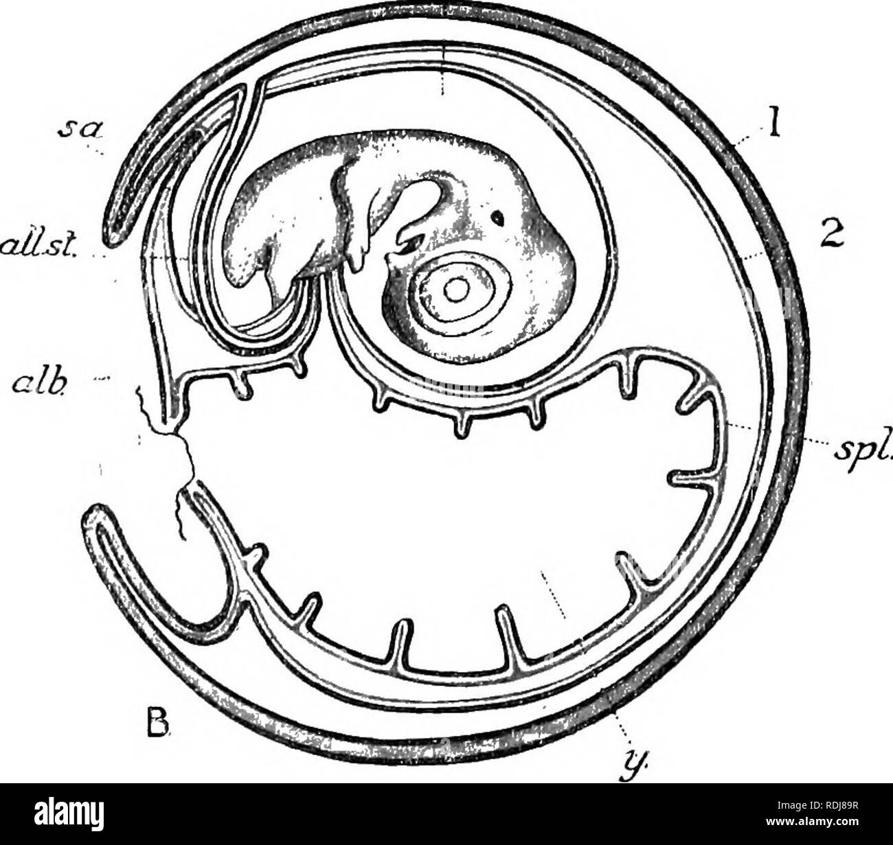 . Text-book of embryology. Embryology. spl- it. Fig. 215.—Diagrams ...