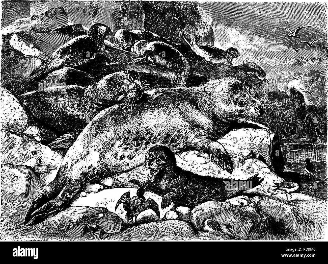 Sleek body Black and White Stock Photos & Images - Alamy