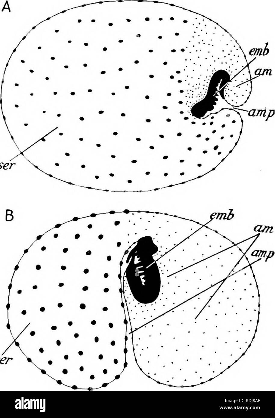 Amniotic egg Black and White Stock Photos & Images - Alamy