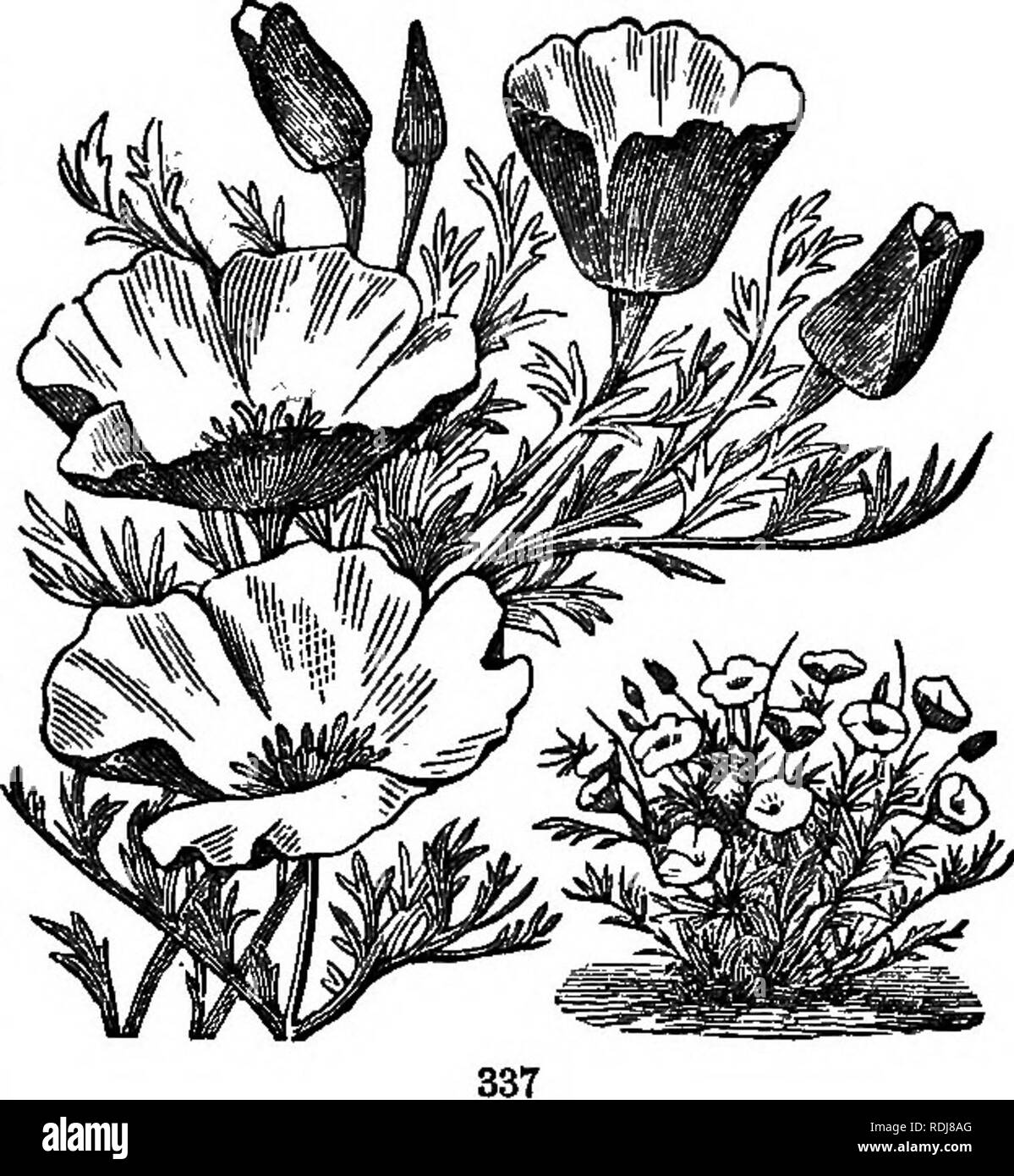 Native plant of egypt hi-res stock photography and images - Alamy