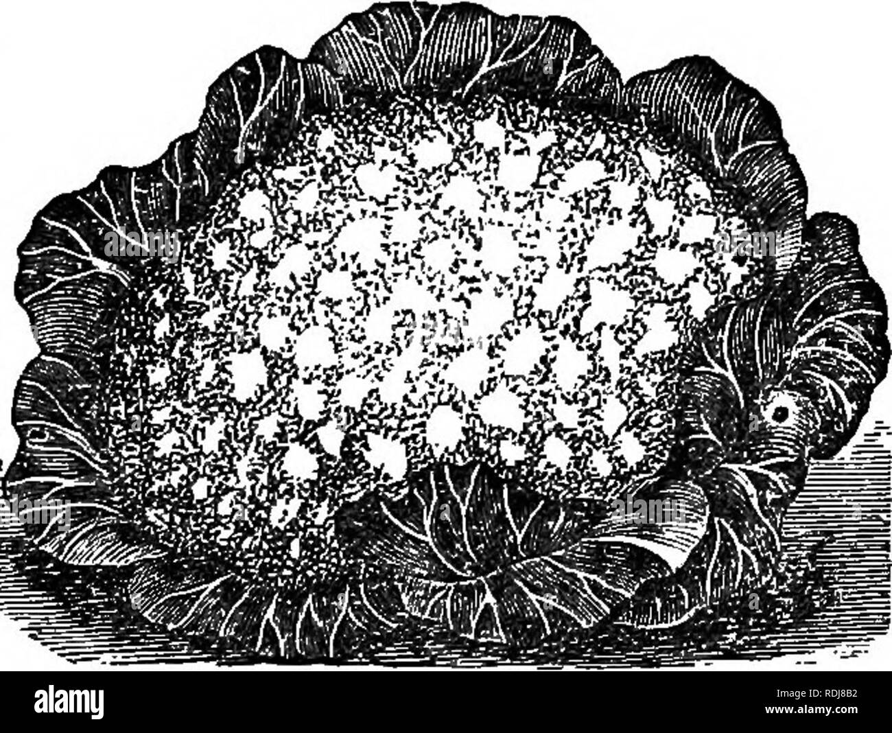 Cruciform vegetable hi-res stock photography and images - Alamy