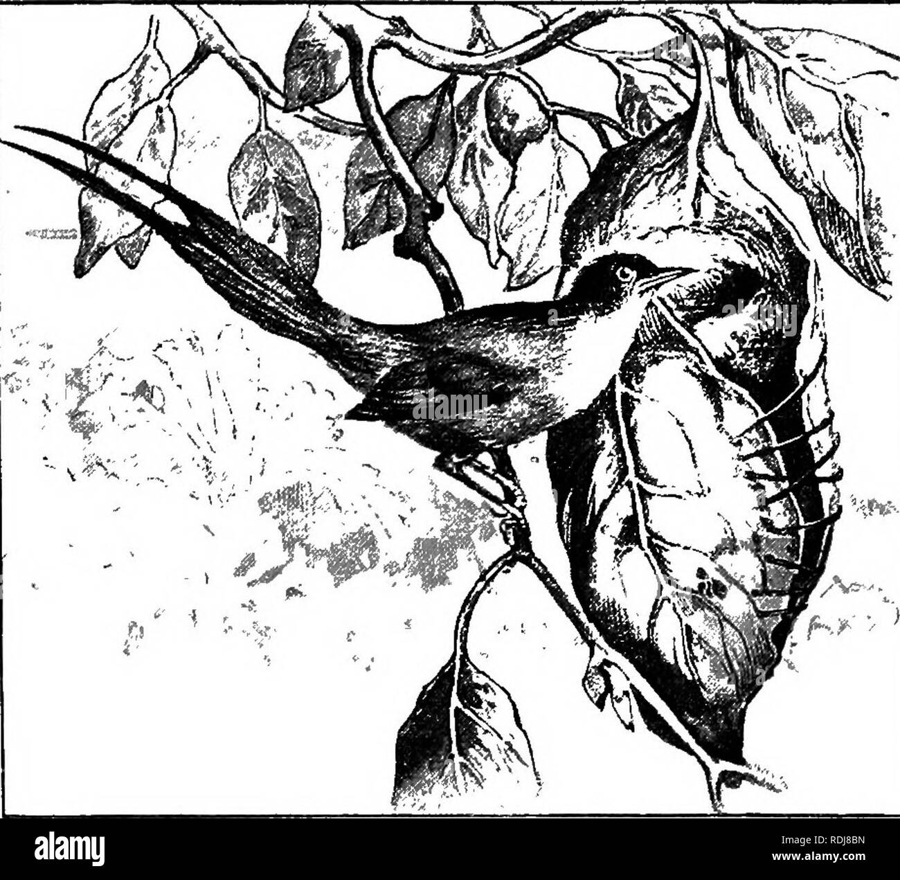 Adult bird feeding young nest Black and White Stock Photos & Images - Alamy