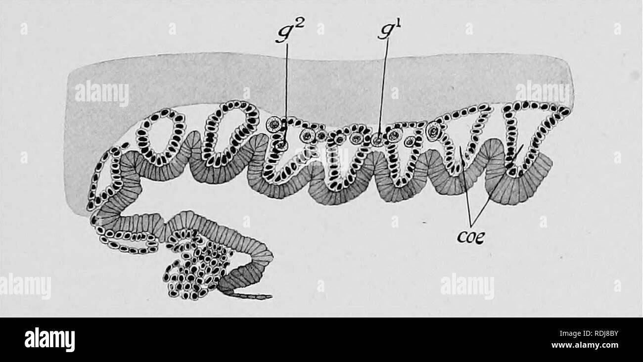 Genital ridge hi-res stock photography and images - Alamy