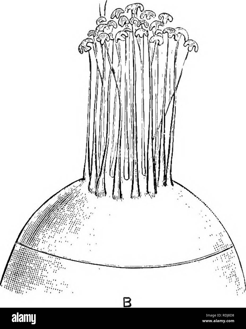 A cluster of eggs Black and White Stock Photos & Images - Alamy