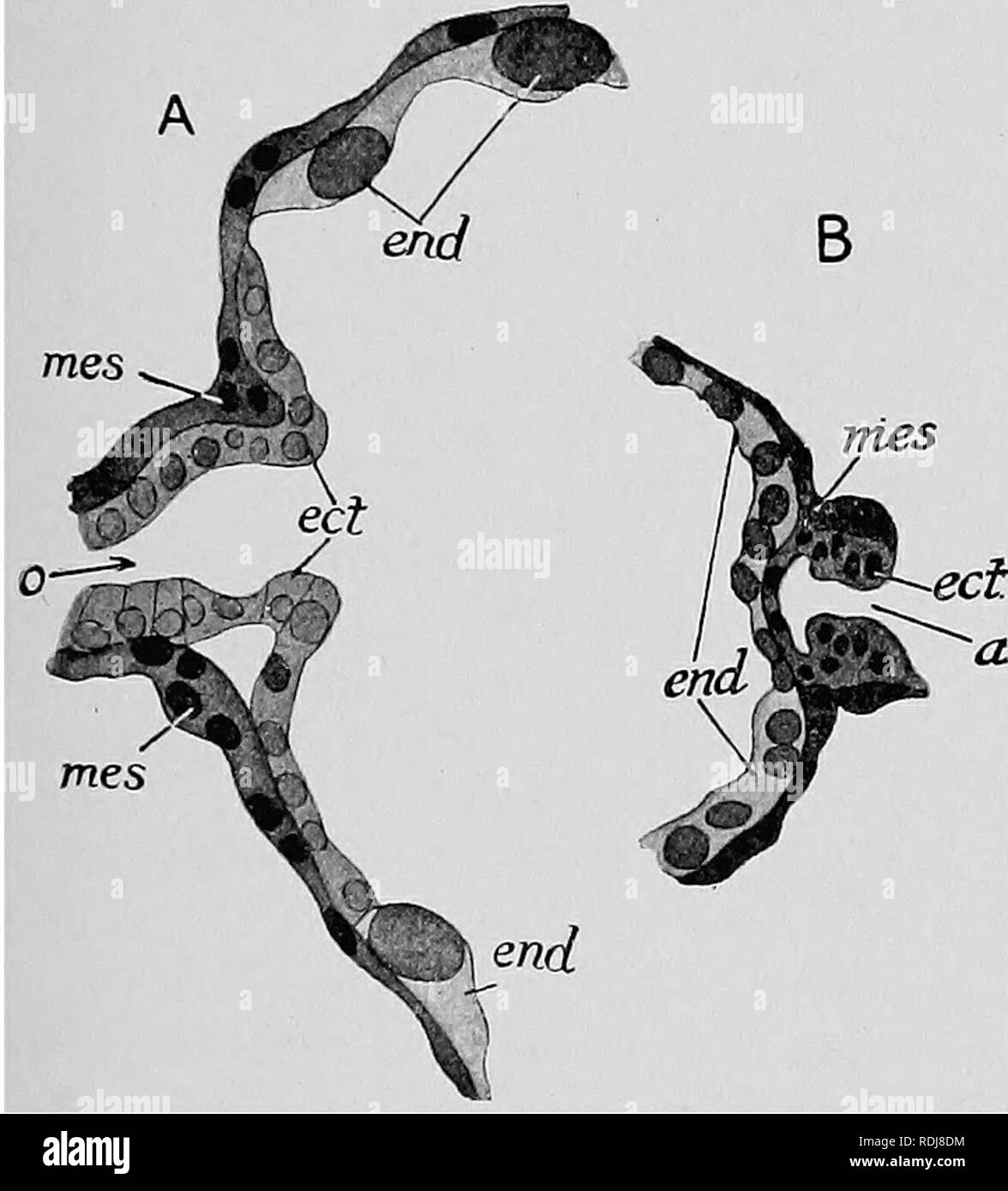 . Text-book of embryology. Embryology. VIII AETHEOPODA 255 appear m ...