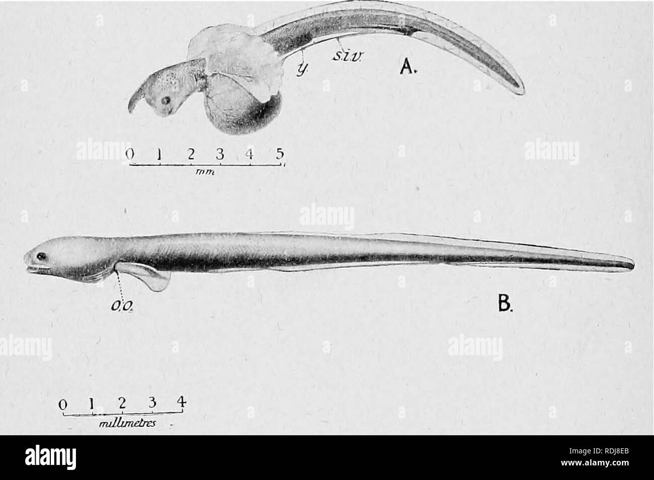 . Text-book of embryology. Embryology. 444 EMBEYOLOGY OF THE LOWER ...