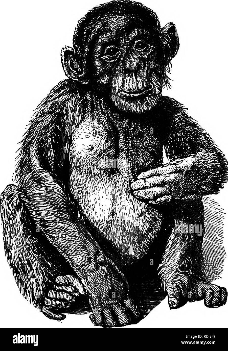 Anthropopithecus hi-res stock photography and images - Alamy