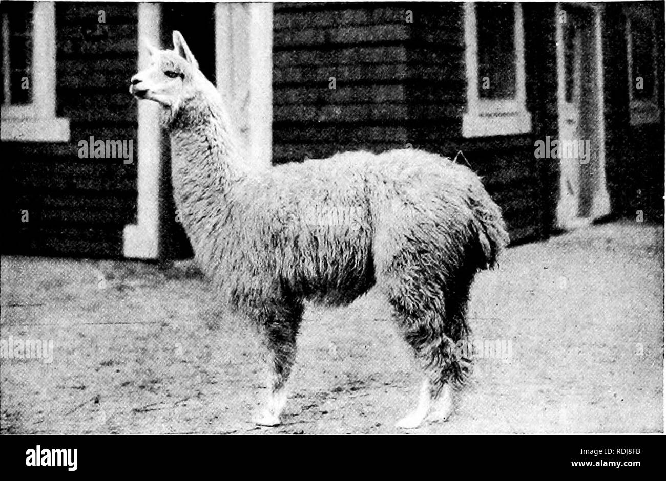 Shedding camel Black and White Stock Photos & Images - Alamy