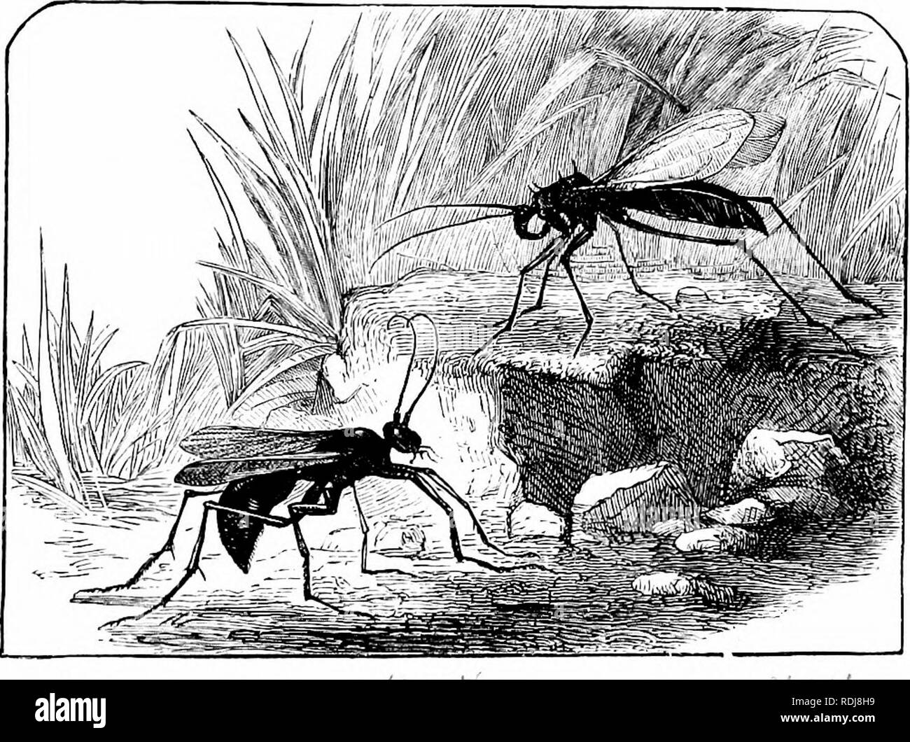 Bug ben hi-res stock photography and images - Alamy