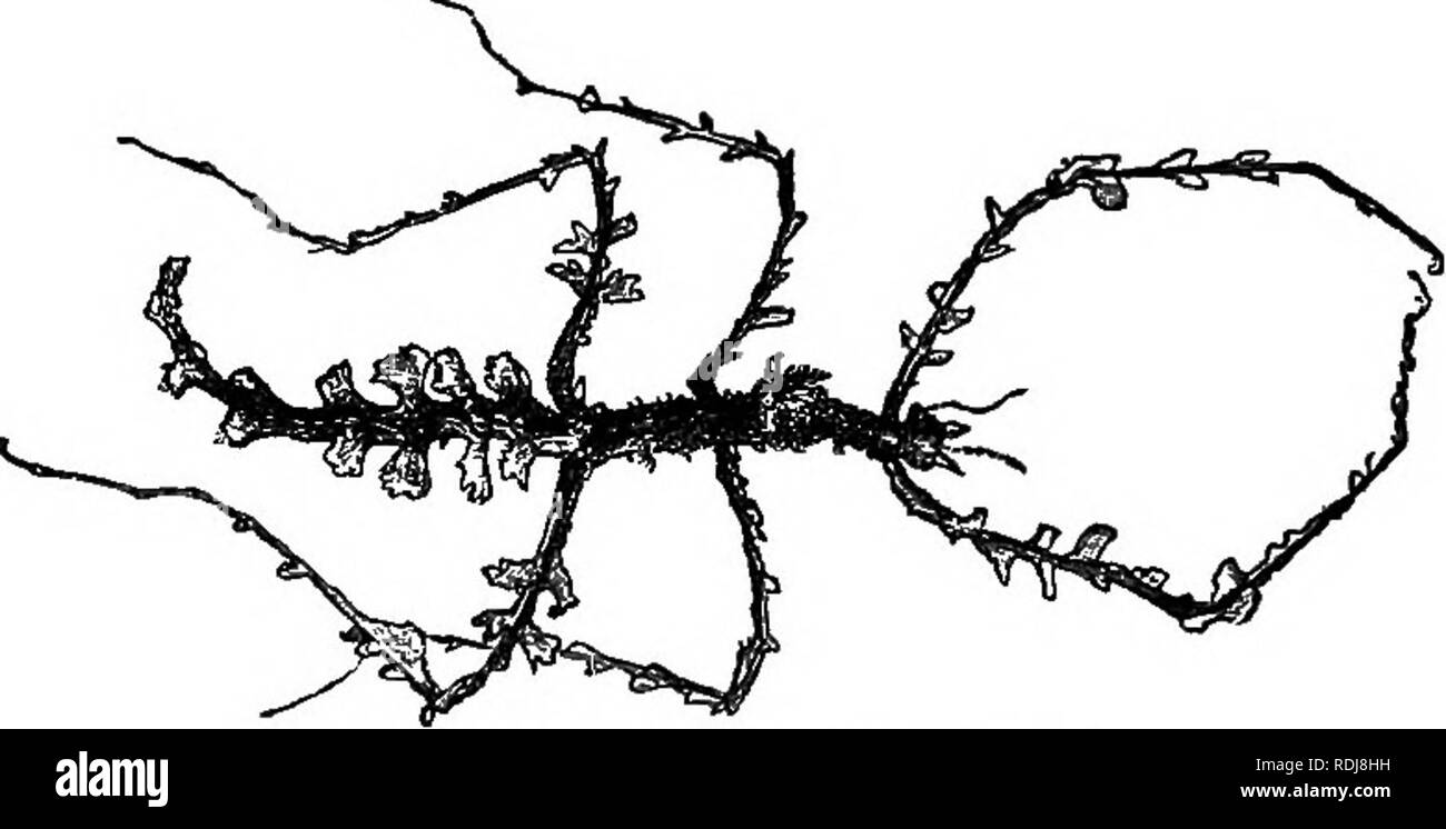 . The study of animal life. Zoology. CHAP. IV Shifts for a Living 55 ...