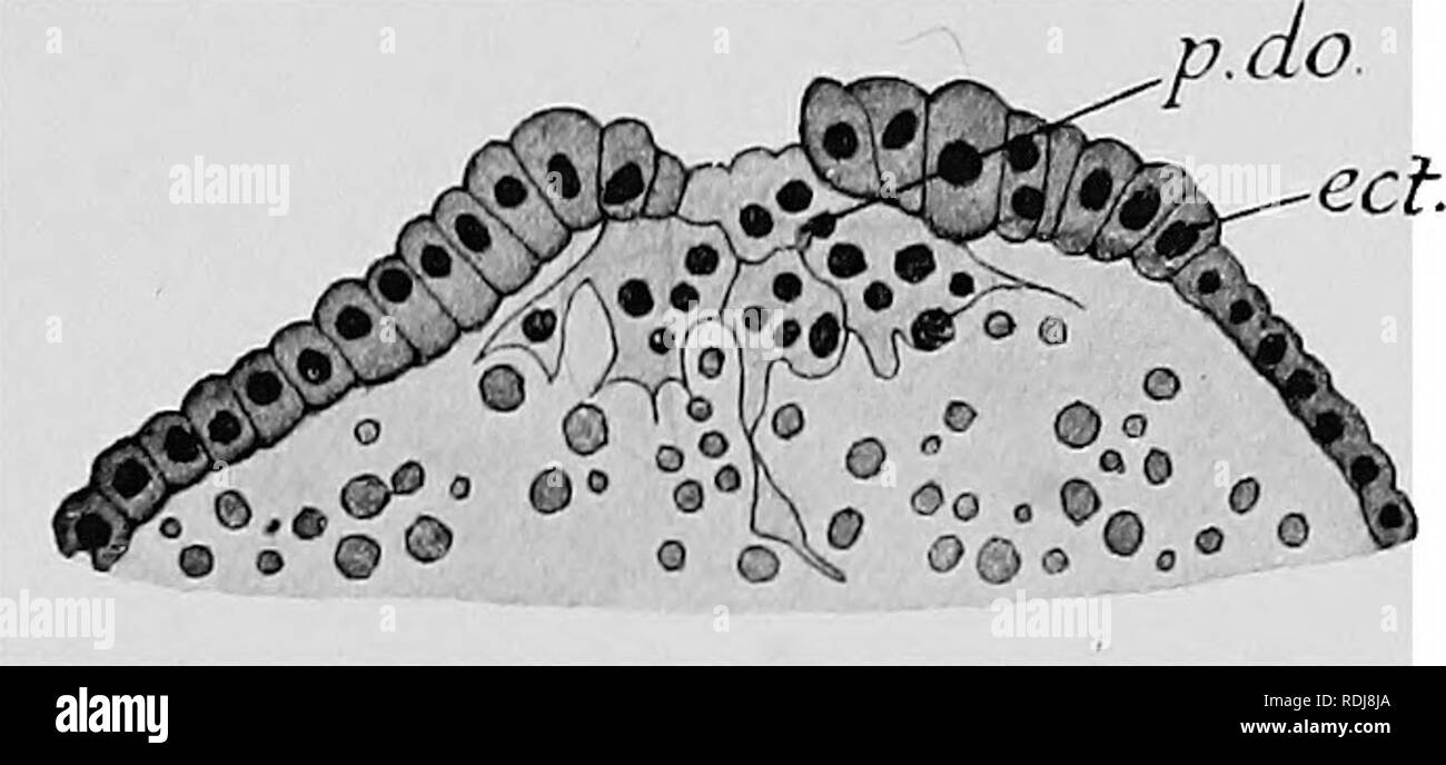 . Text-book of embryology. Embryology. Fig. 194.—Surface view of the ...