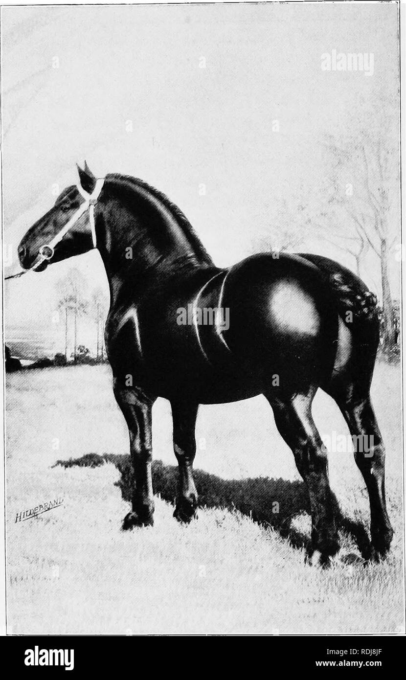 . A history of the Percheron horse : including hitherto unpublished ...