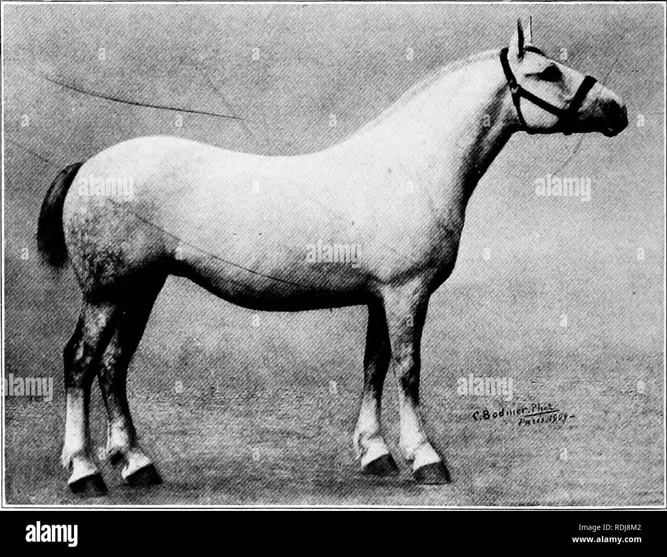 . A history of the Percheron horse : including hitherto unpublished ...