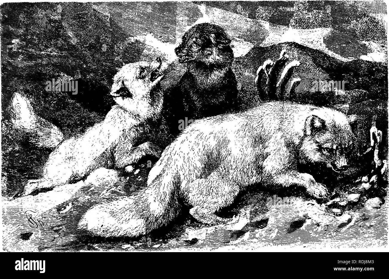Pro Fox Hunting Black and White Stock Photos & Images - Alamy