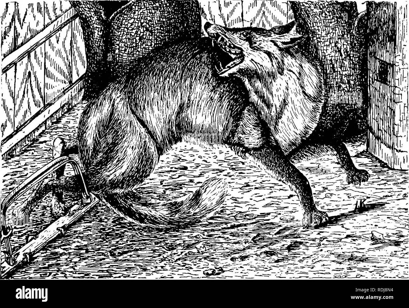 Chicken Thief High Resolution Stock Photography and Images - Alamy