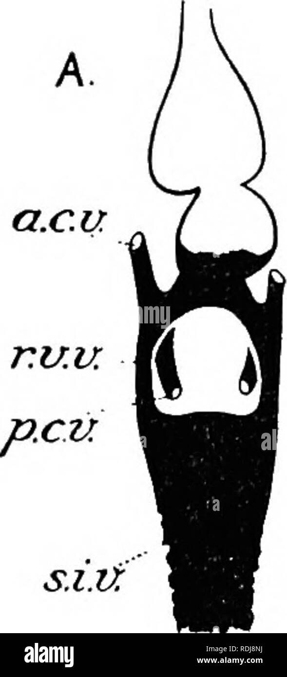 . Text-book of embryology. Embryology. 416 EMBRYOLOGY OF THE LOWER ...