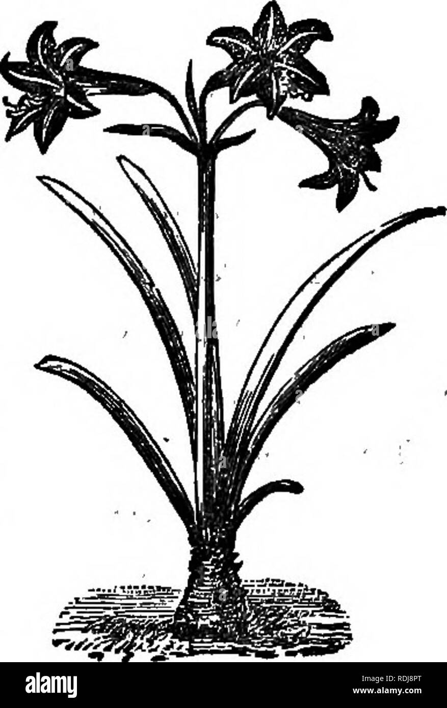 . The elements of botany embracing organography, histology, vegetable ...