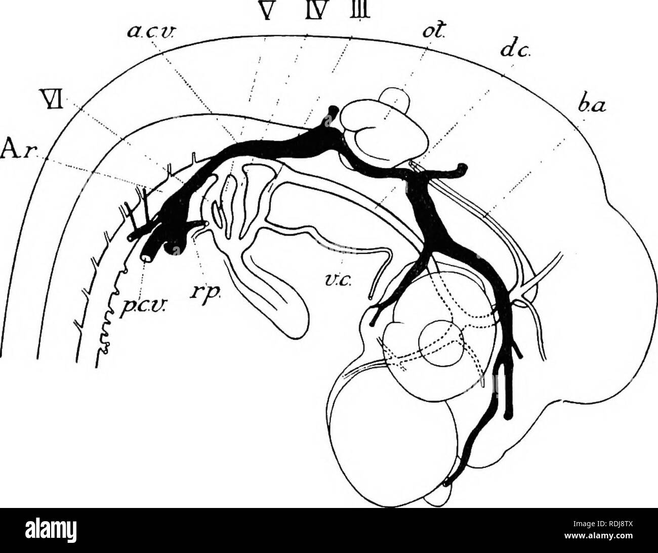 . Text-book of embryology. Embryology. VI AETEEIAL SYSTEM 401 conus and ...