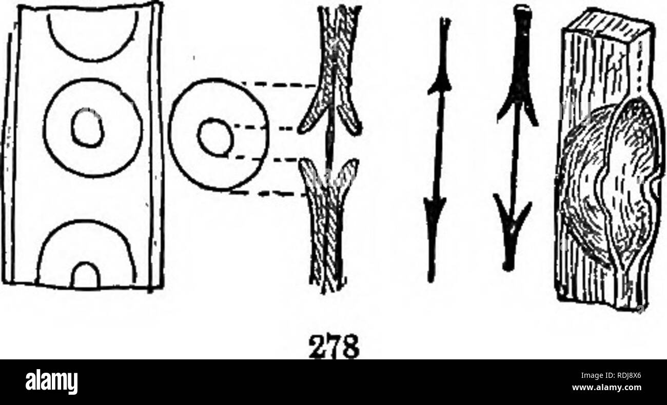 . The elements of botany embracing organography, histology, vegetable ...
