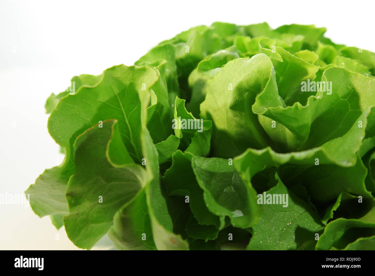 Fresh natural food organic green lettuce Stock Photo - Alamy