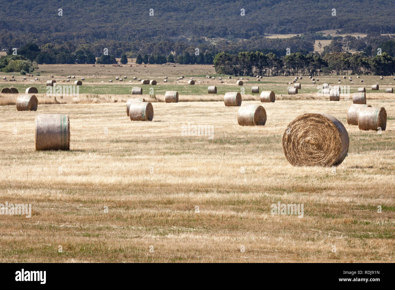 Freshly rolled bales of hay lay scattered through the paddock waiting ...