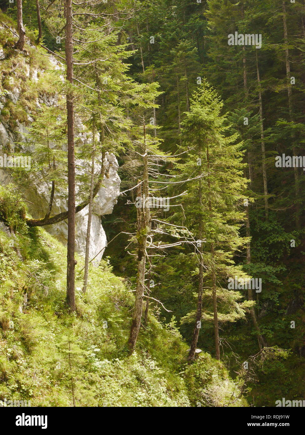 Tall trees and white limestone rock in Leutasch Gorge, Austria ...