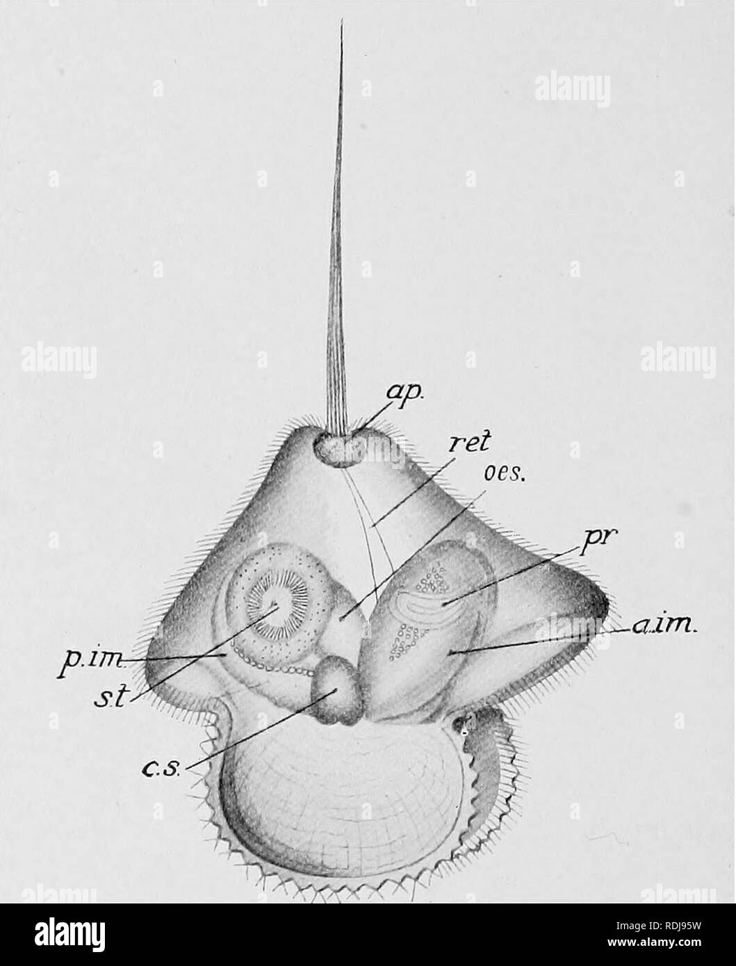 . Text-book of embryology. Embryology. 122 INVERTEBEATA CHAP. Eunning ...