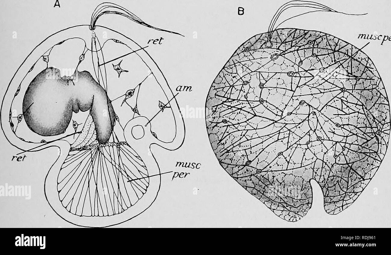 . Text-book of embryology. Embryology. Fig. 95.—Two stages in the ...