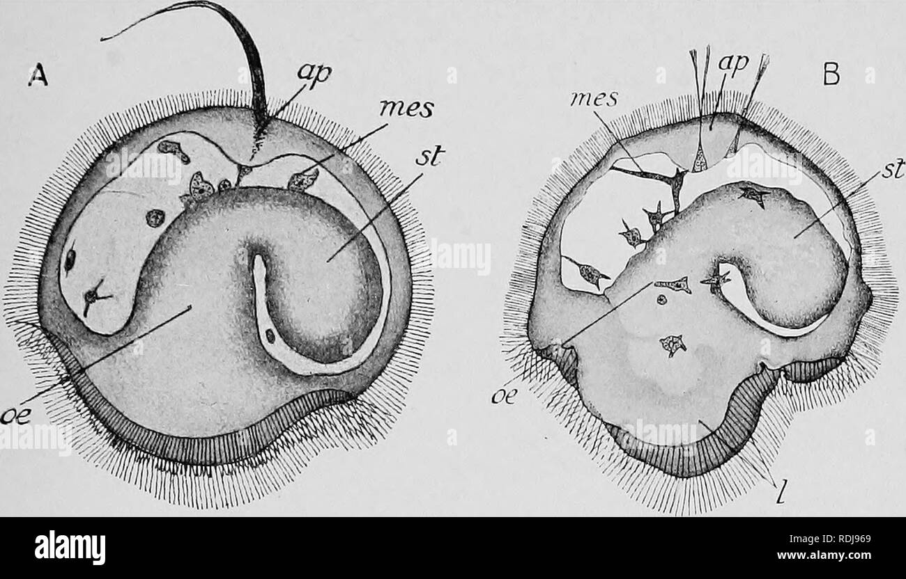 Pilidium hi-res stock photography and images - Alamy