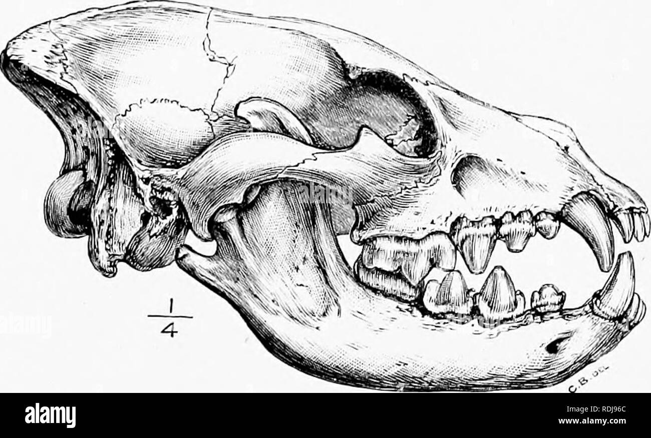 Acute senses Black and White Stock Photos & Images - Alamy