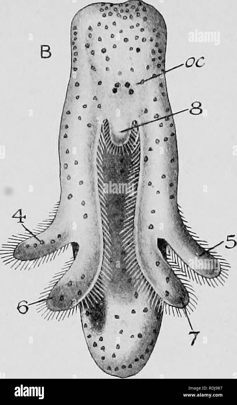. Text-book of embryology. Embryology. Fig. 89.—A, dorsal, and B ...