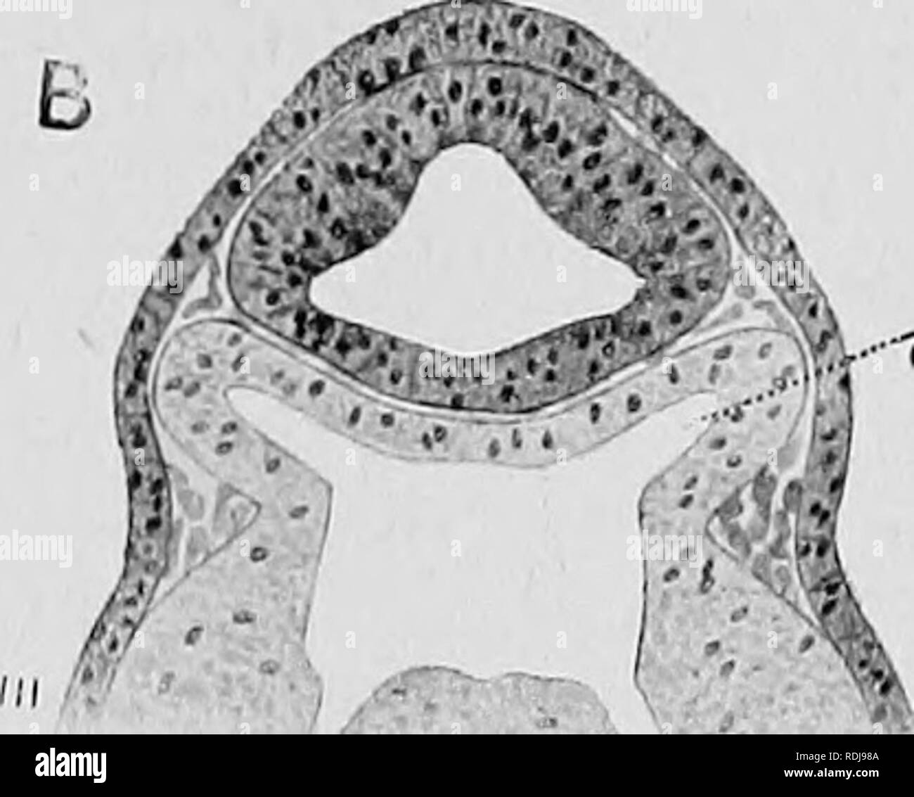. Text-book of embryology. Embryology. -co.. Please note that these ...