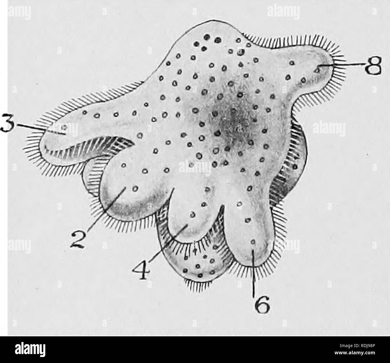 . Text-book of embryology. Embryology. Fig. 87.—A, dorsal, and B ...