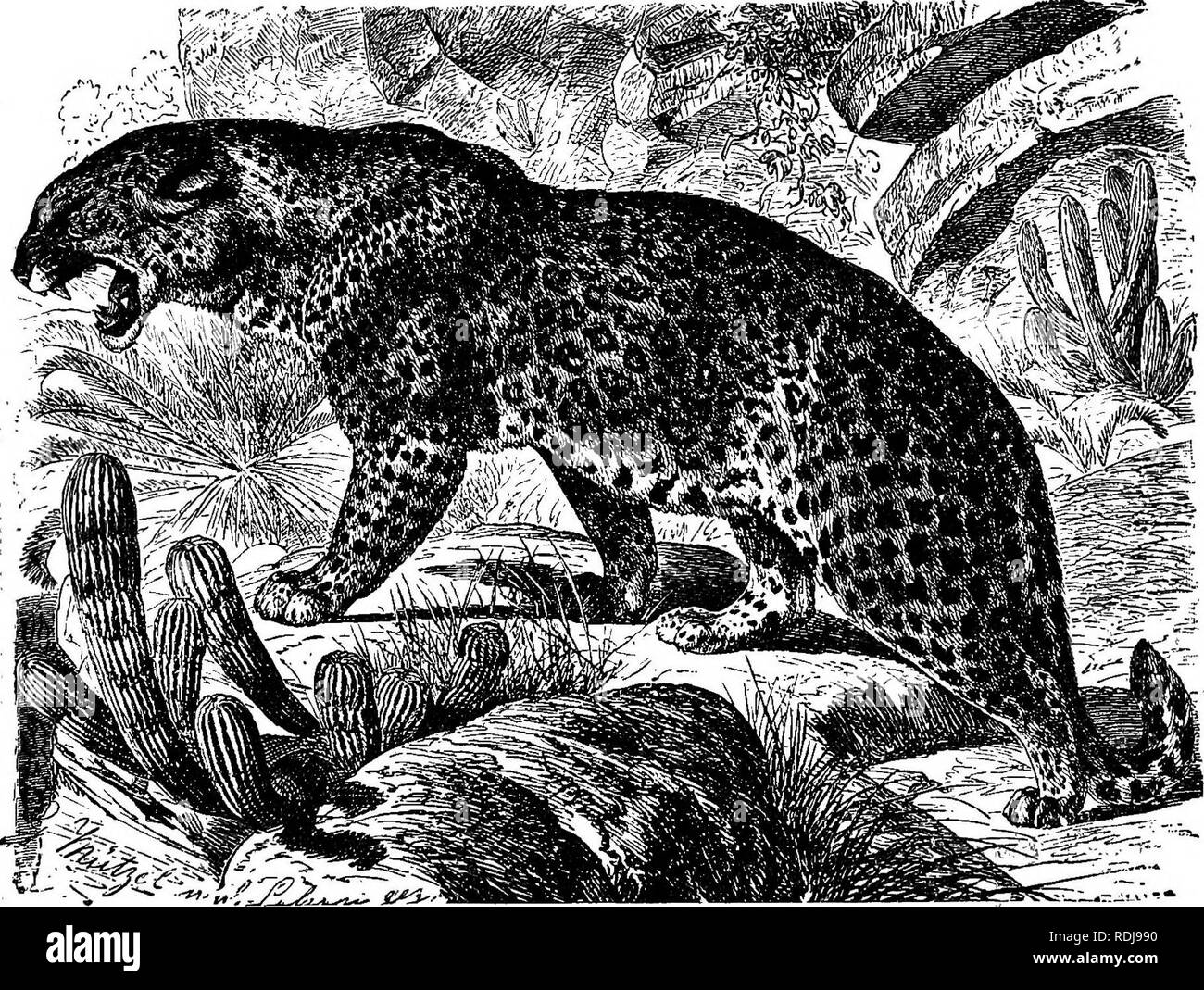 . The animals of the world. Brehm's life of animals;. Mammals. 114 THE ...