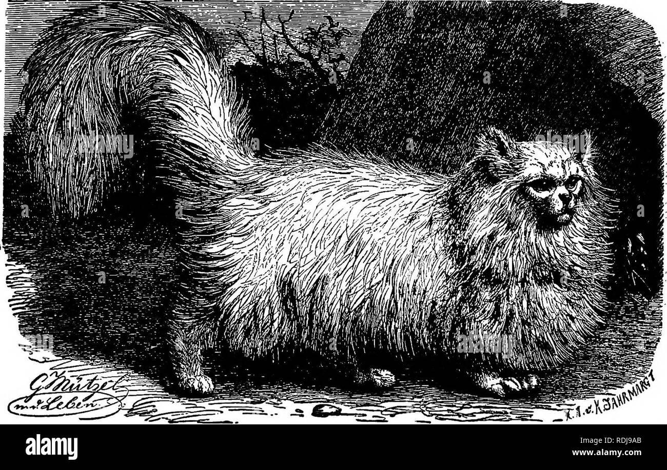 Cat carrying bird hi-res stock photography and images - Alamy