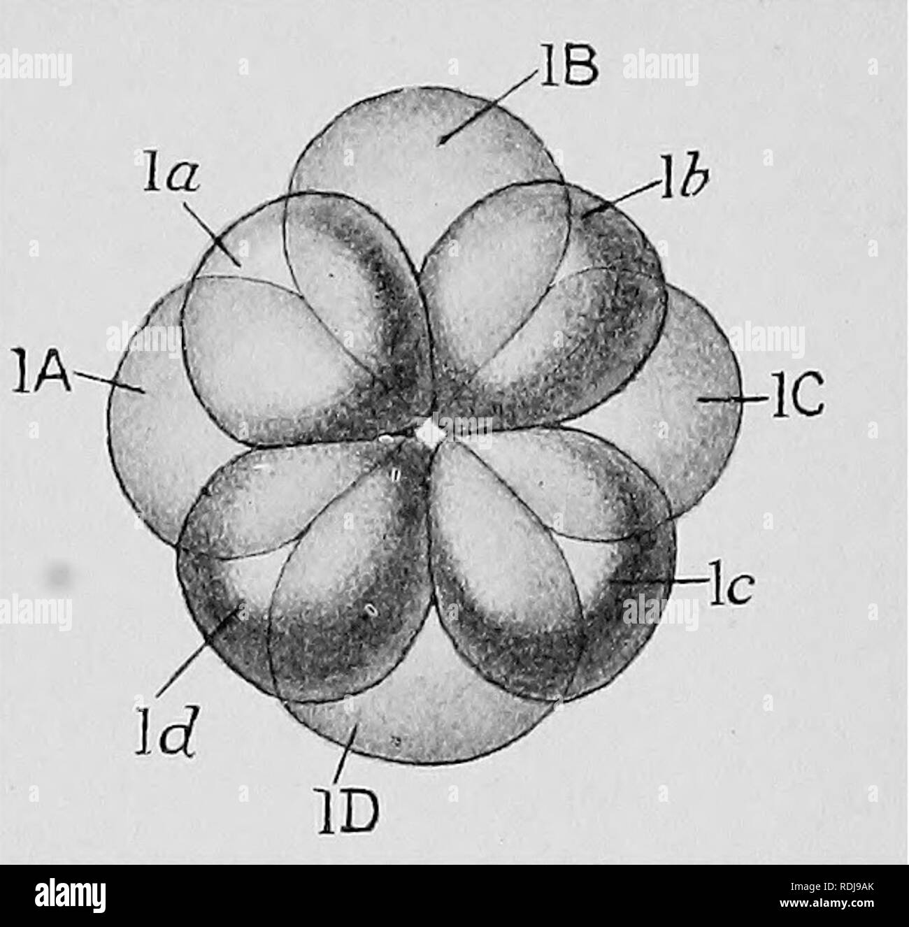 Developing spindles hi-res stock photography and images - Alamy